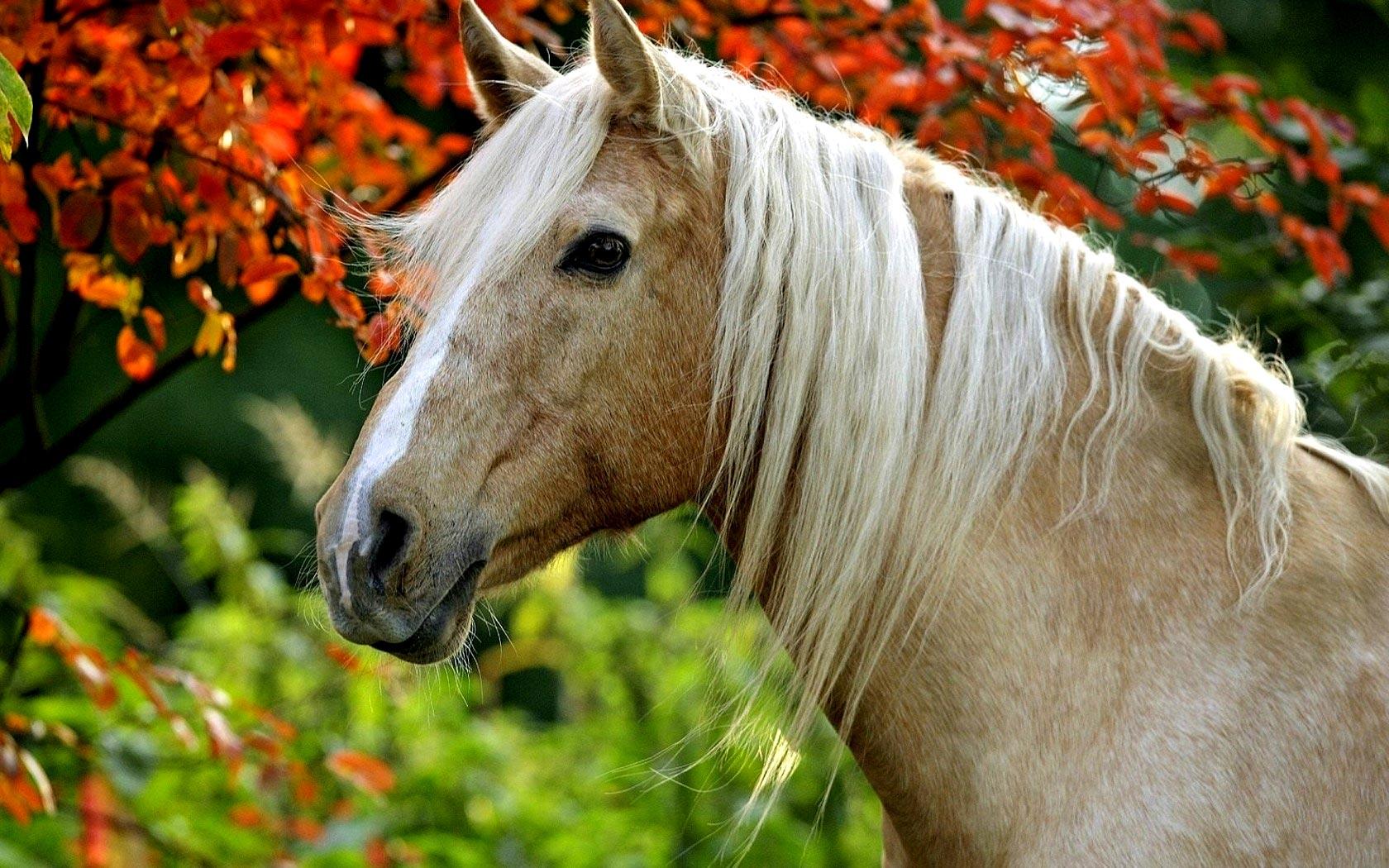 HD Horse Desktop Wallpapers - Top Free HD Horse Desktop Backgrounds ...
