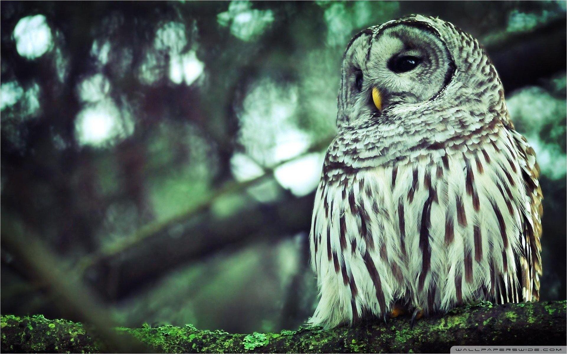 Beautiful Owl Wallpapers - Top Free Beautiful Owl Backgrounds ...