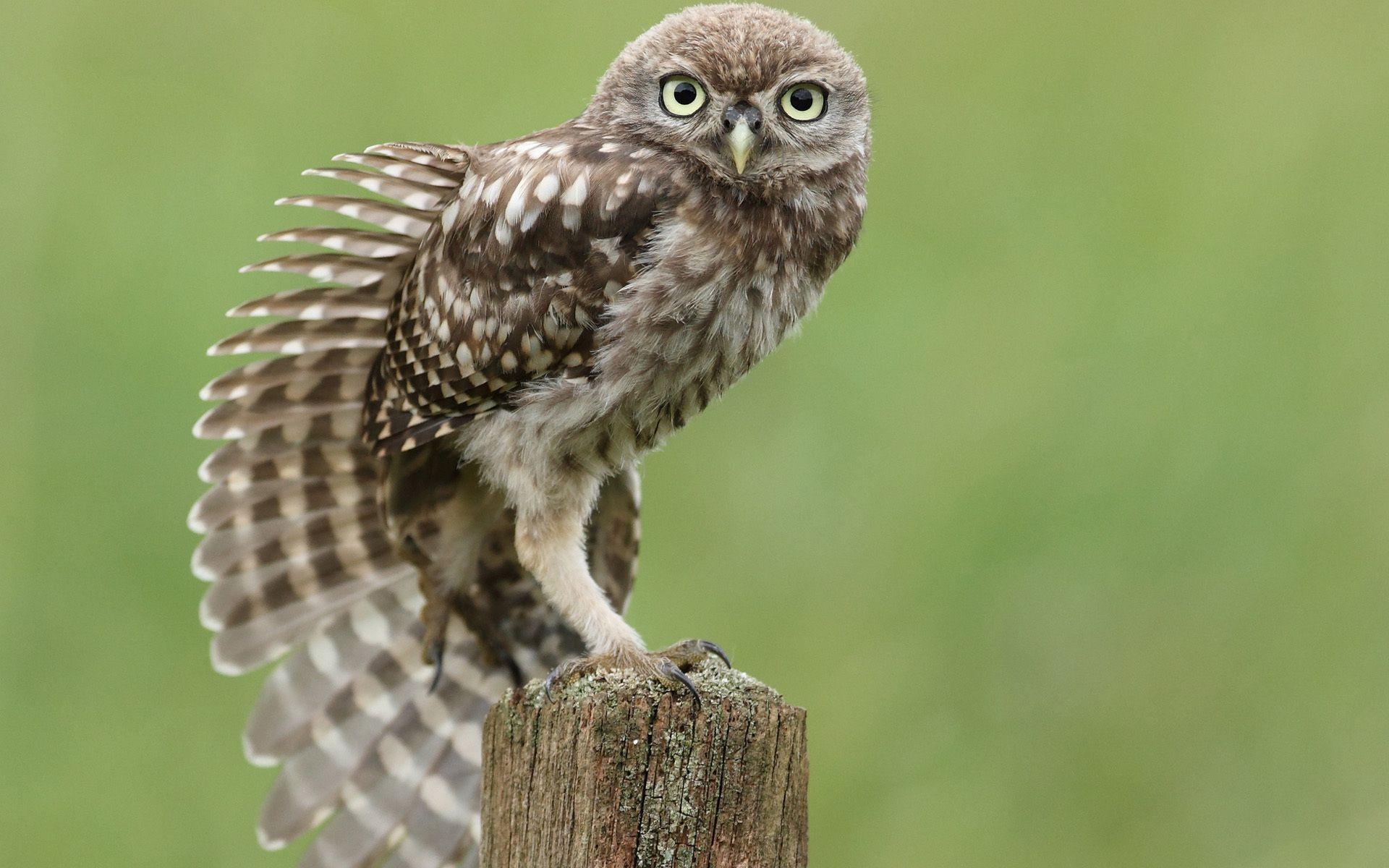 Beautiful Owl Wallpapers - Top Free Beautiful Owl Backgrounds ...
