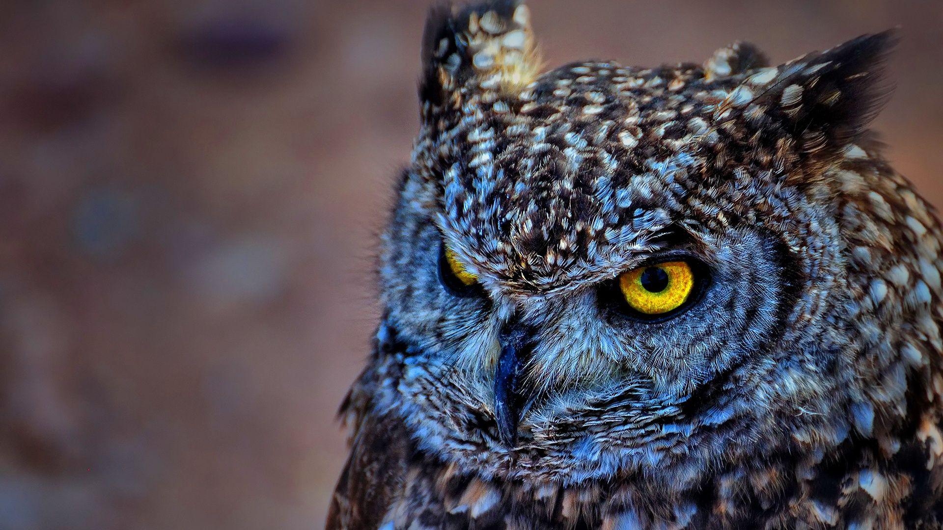 Beautiful Owl Wallpapers - Top Free Beautiful Owl Backgrounds ...