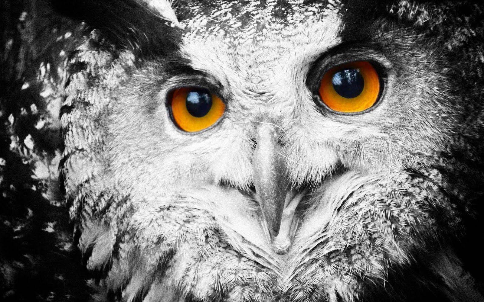 Beautiful Owl Wallpapers - Top Free Beautiful Owl Backgrounds ...