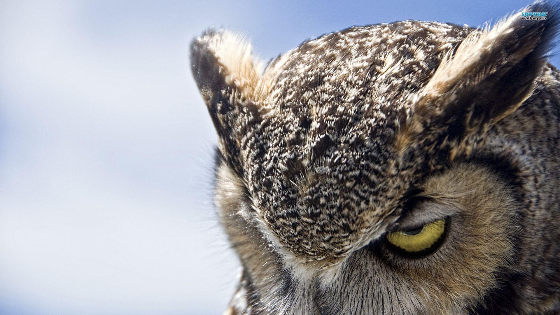 Beautiful Owl Wallpapers - Top Free Beautiful Owl Backgrounds ...