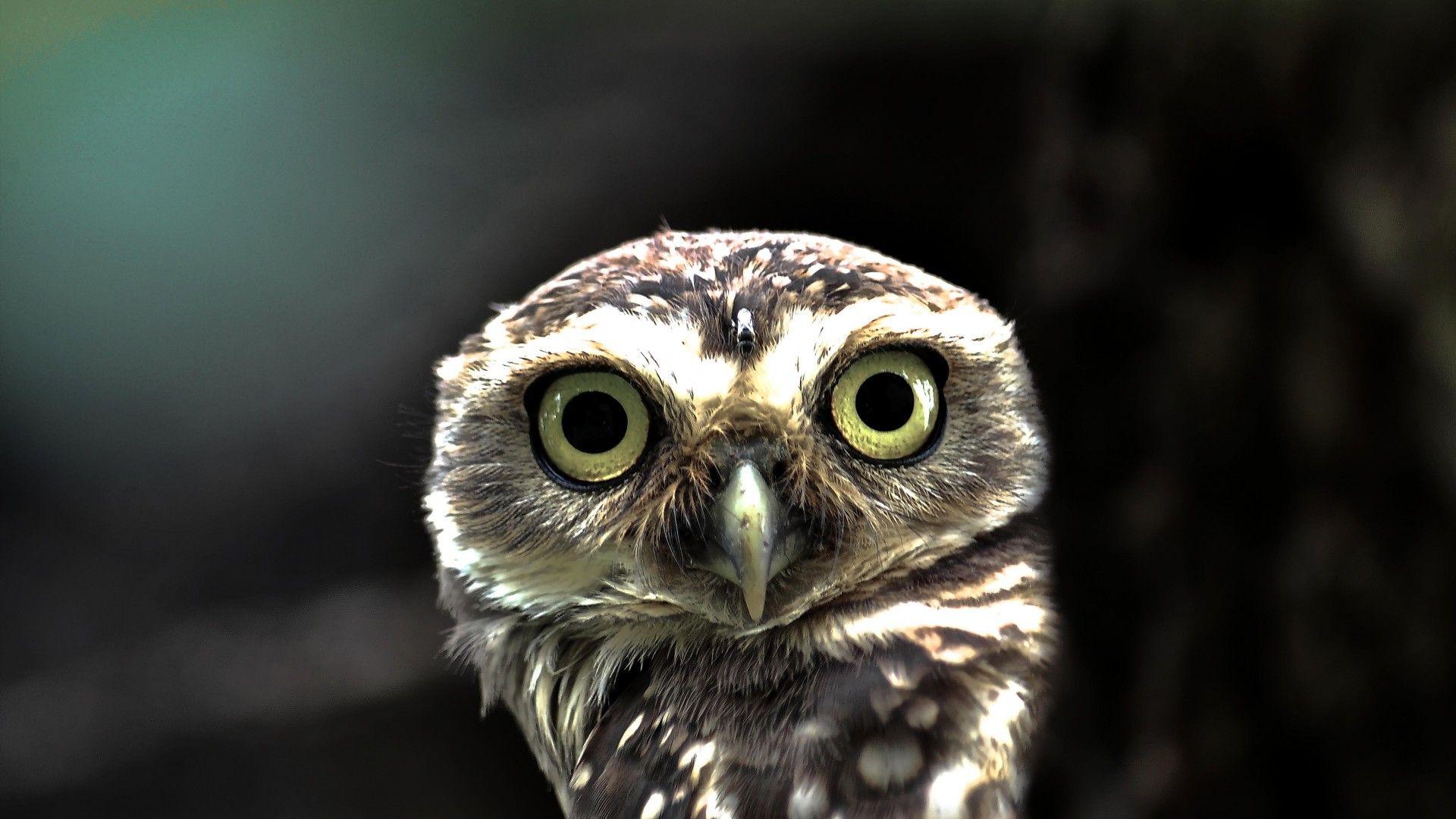 Beautiful Owl Wallpapers - Top Free Beautiful Owl Backgrounds ...