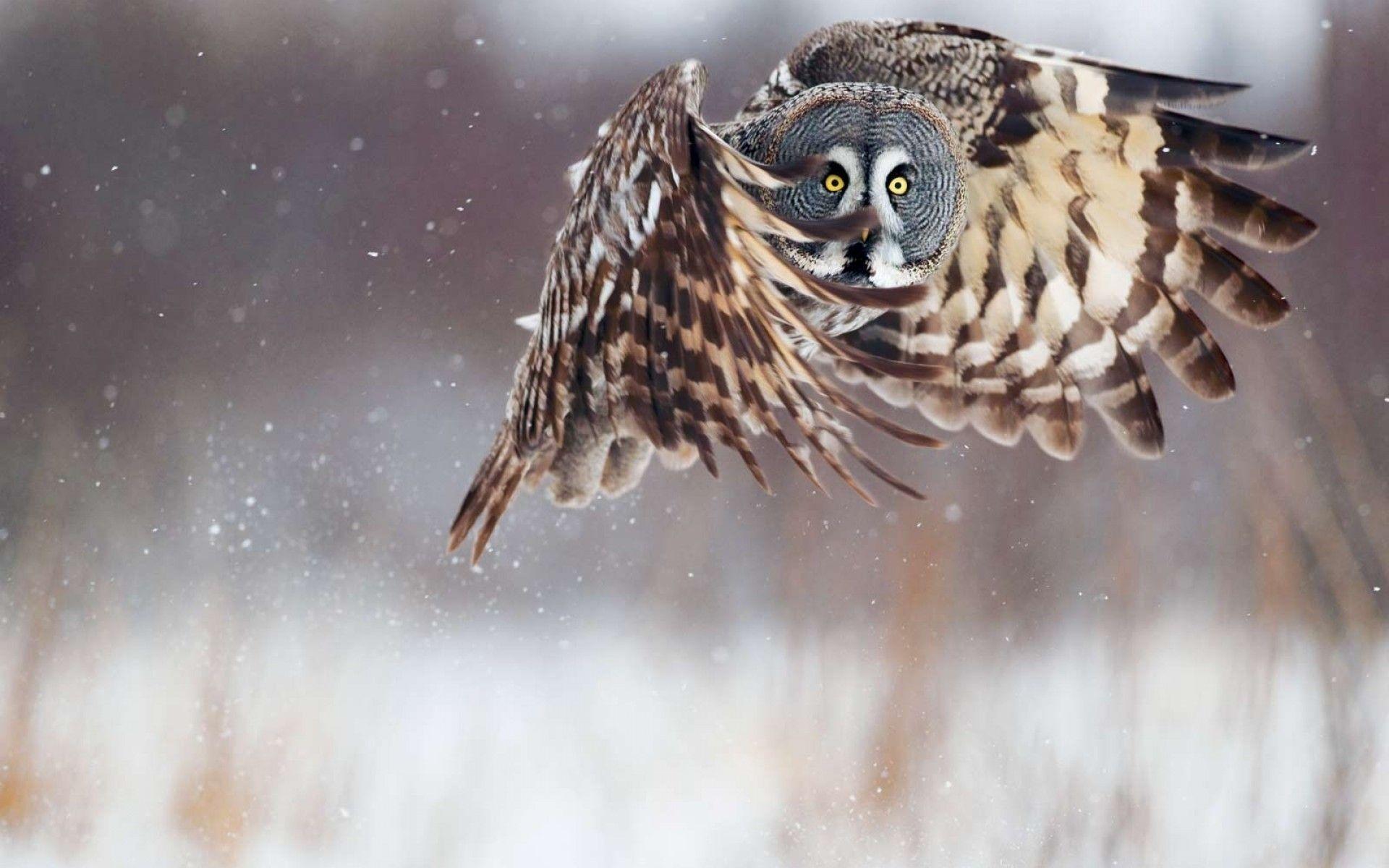Beautiful Owl Wallpapers - Top Free Beautiful Owl Backgrounds ...