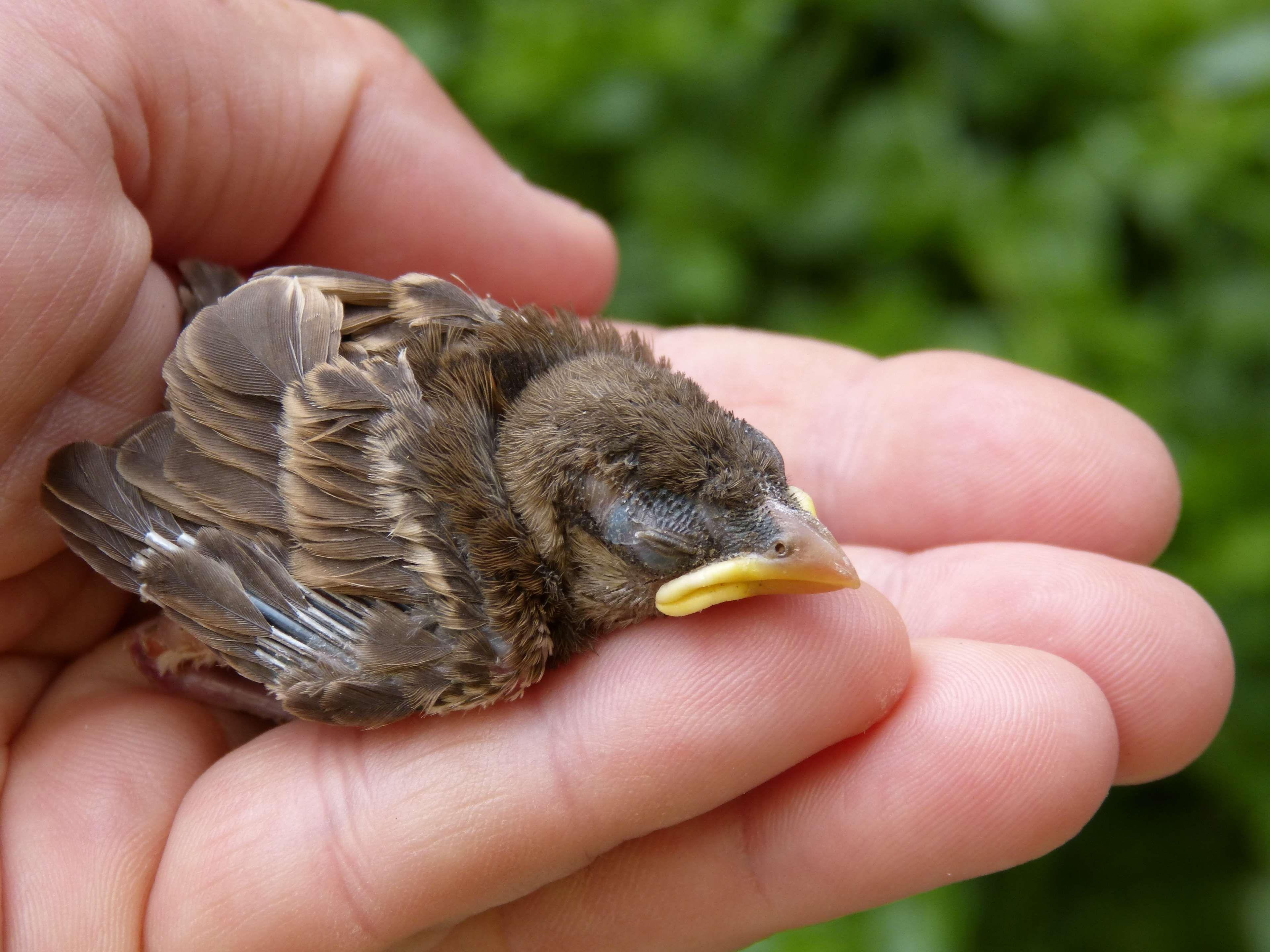 Baby Bird Wallpapers - Top Free Baby Bird Backgrounds - WallpaperAccess