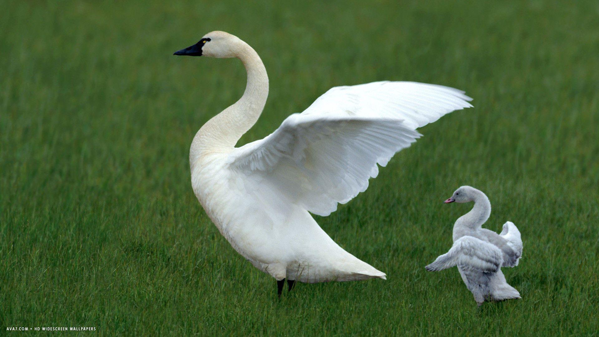 Beautiful Swan Wallpapers - Top Free Beautiful Swan Backgrounds ...