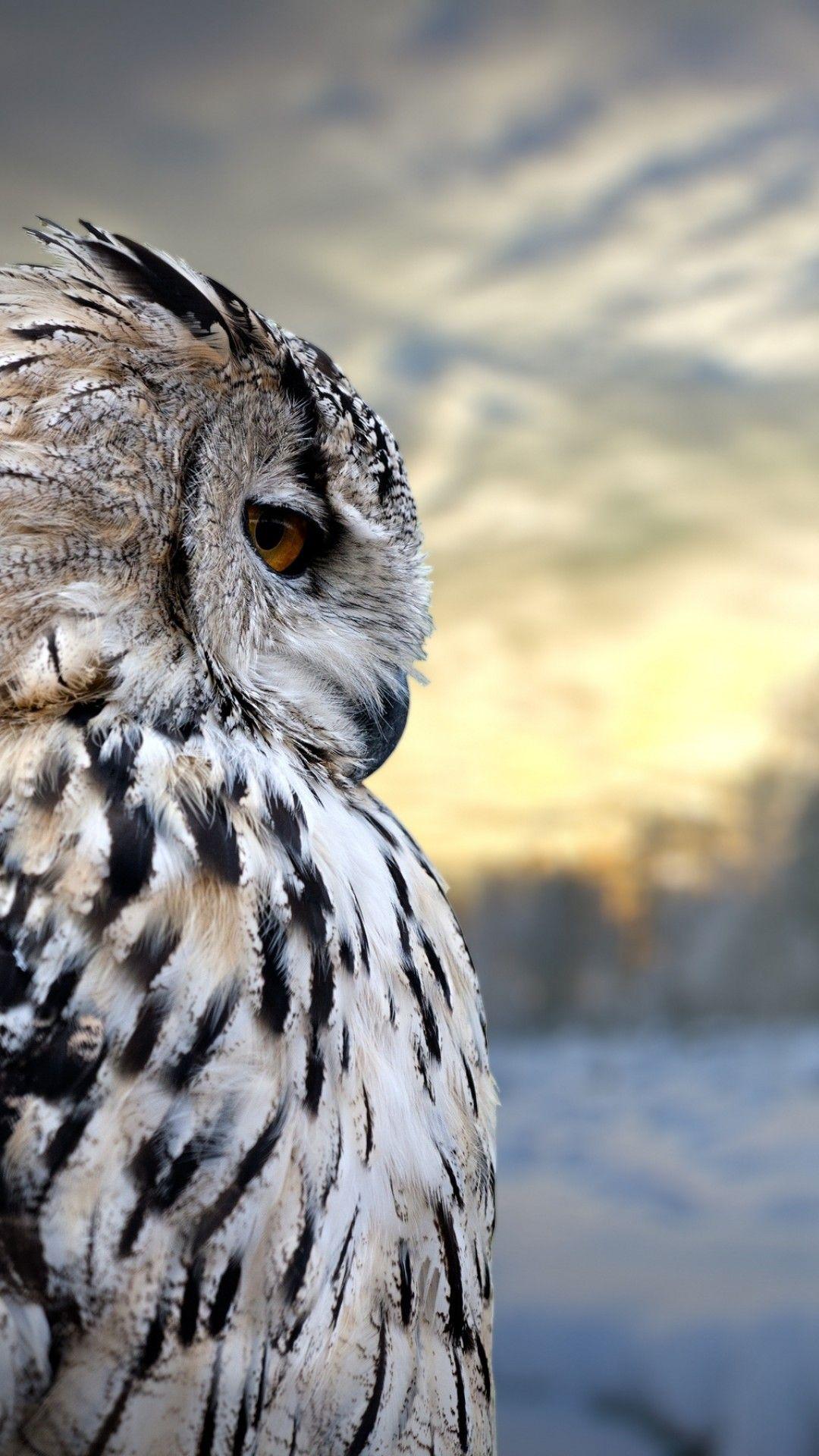 Beautiful Owl Wallpapers - Top Free Beautiful Owl Backgrounds ...