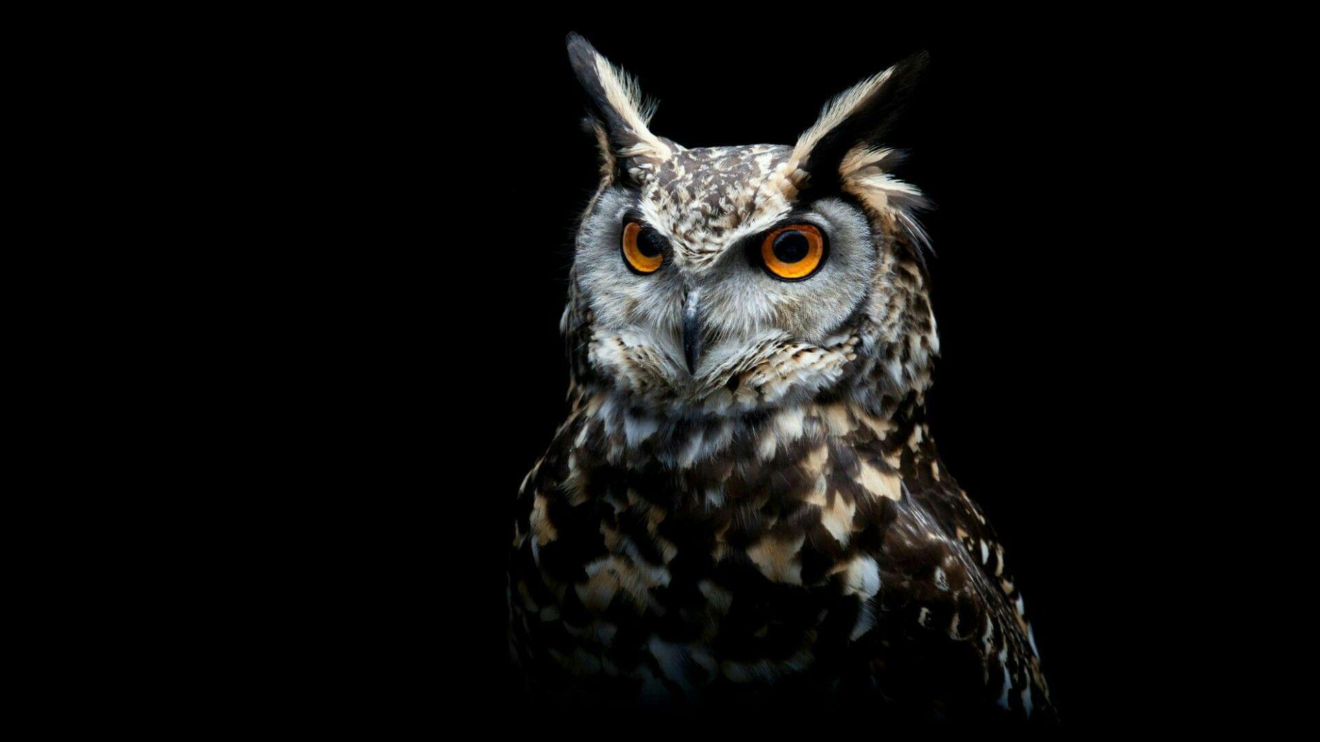 Beautiful Owl Wallpapers - Top Free Beautiful Owl Backgrounds ...