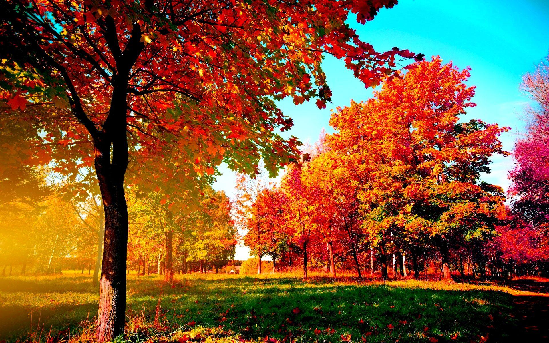 Autumn Trees HD Wallpapers - Top Free Autumn Trees HD Backgrounds ...