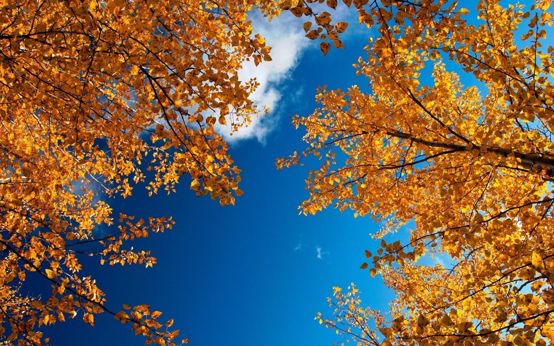 Autumn Trees HD Wallpapers - Top Free Autumn Trees HD Backgrounds ...