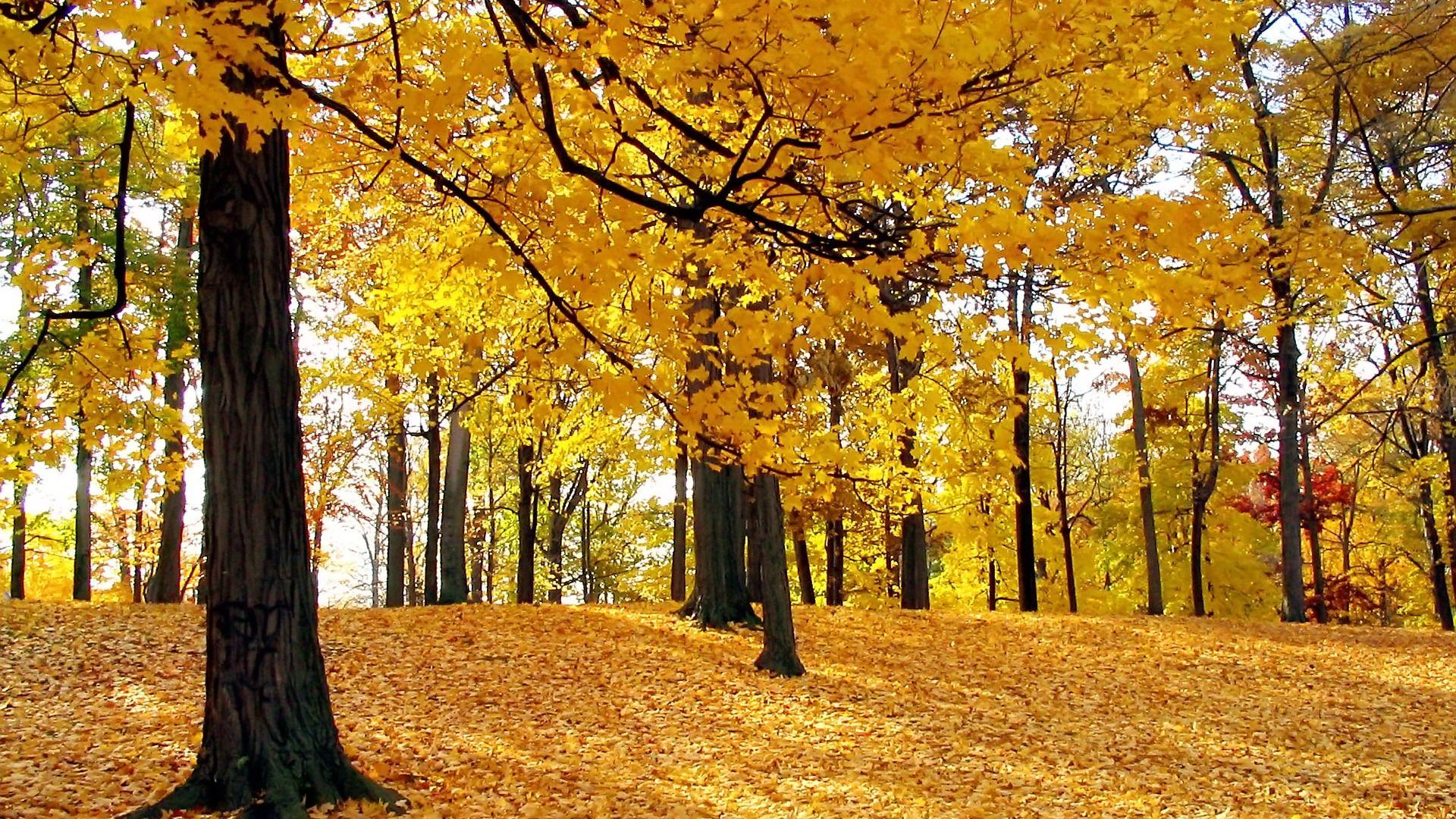 Autumn Trees HD Wallpapers - Top Free Autumn Trees HD Backgrounds ...