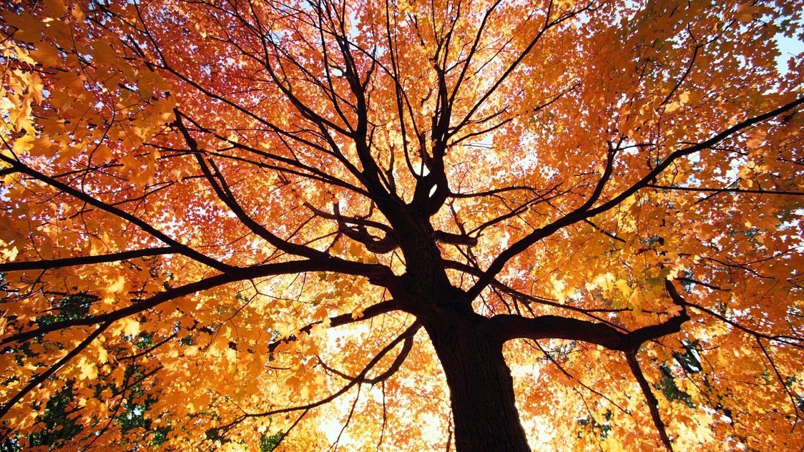 Autumn Trees HD Wallpapers - Top Free Autumn Trees HD Backgrounds ...