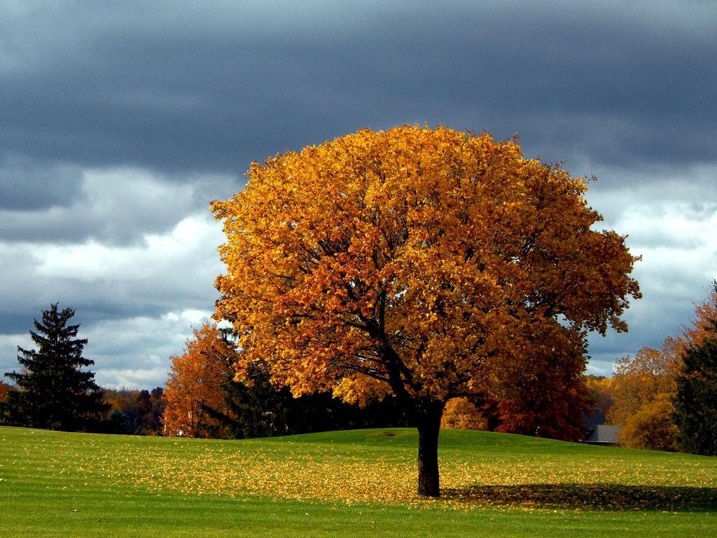 Autumn Trees HD Wallpapers - Top Free Autumn Trees HD Backgrounds ...