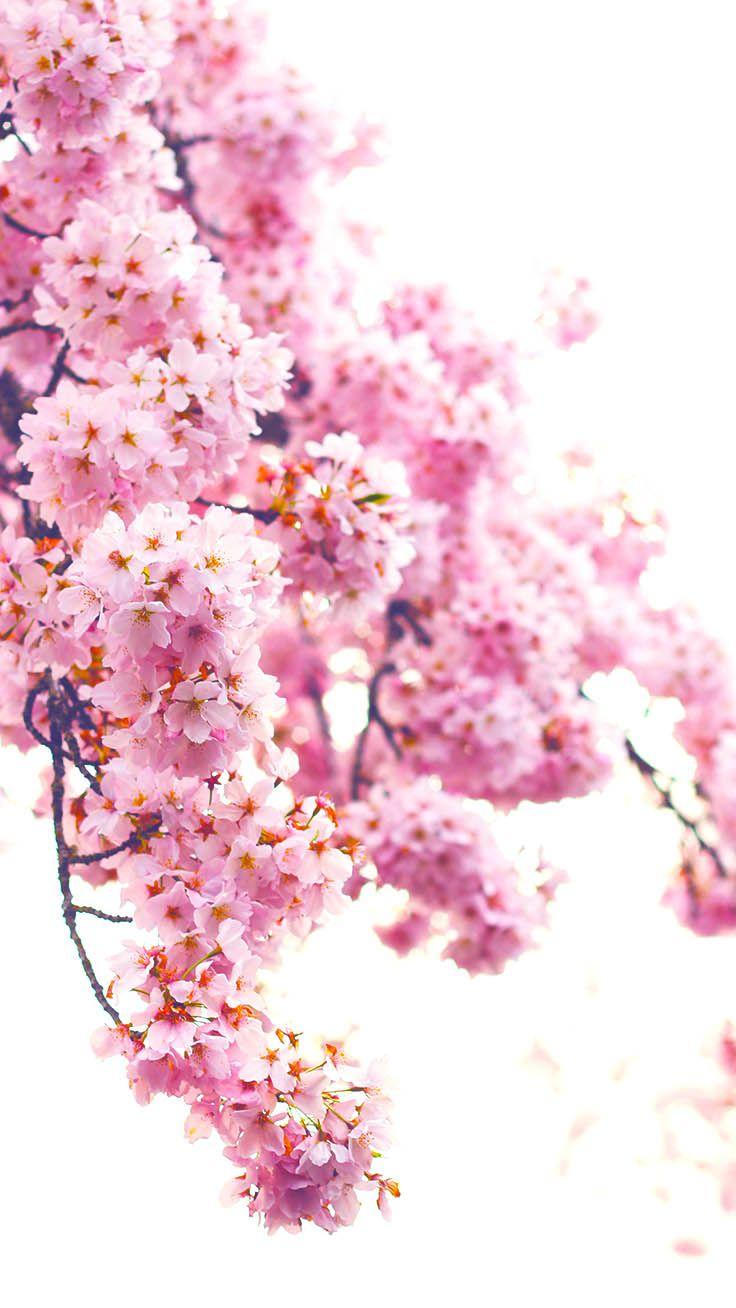 Spring Time Wallpapers - Top Free Spring Time Backgrounds - WallpaperAccess