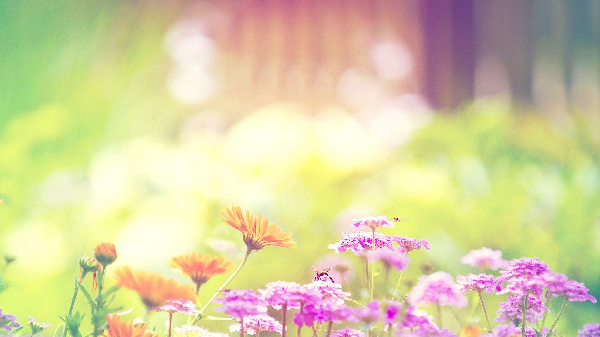 Spring Time Wallpapers - Top Free Spring Time Backgrounds - WallpaperAccess