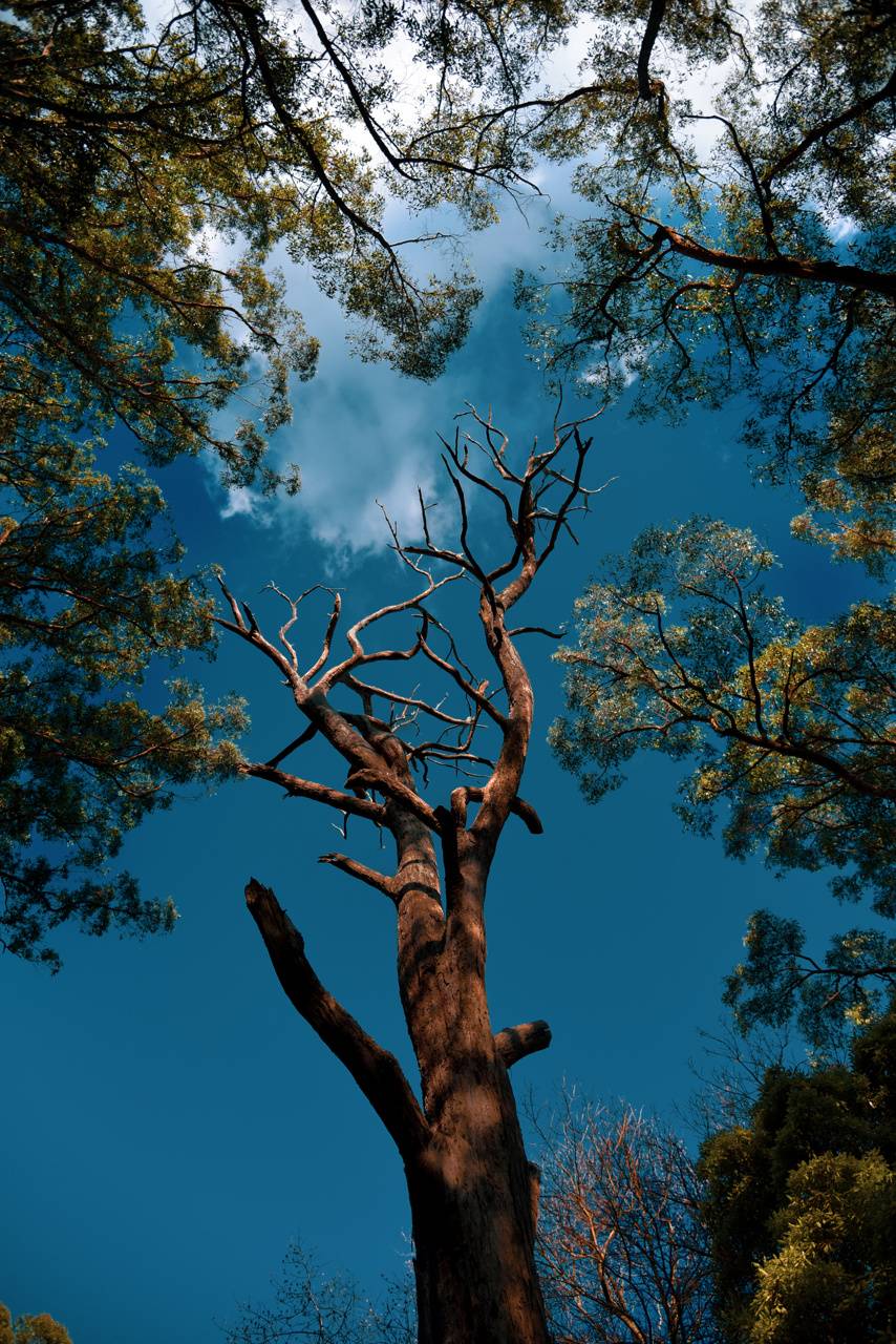 Ethereal Wallpapers - Top Free Ethereal Backgrounds - WallpaperAccess