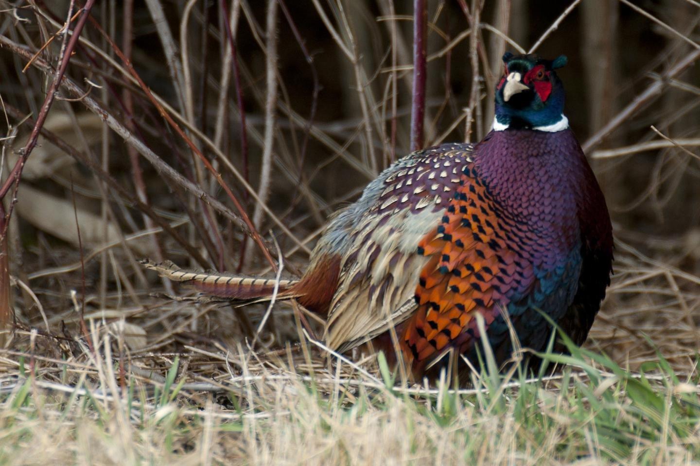 Pheasant Wallpapers - Top Free Pheasant Backgrounds - WallpaperAccess