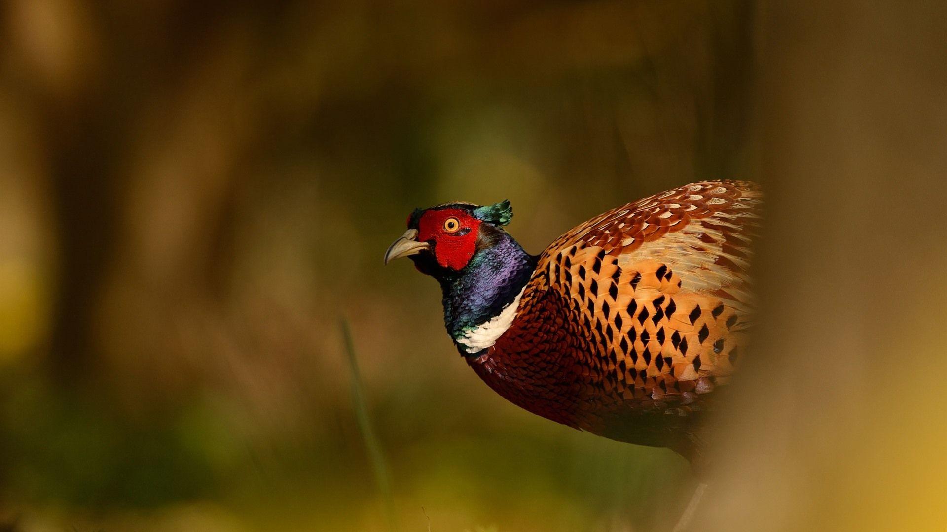 Pheasant Wallpapers - Top Free Pheasant Backgrounds - WallpaperAccess
