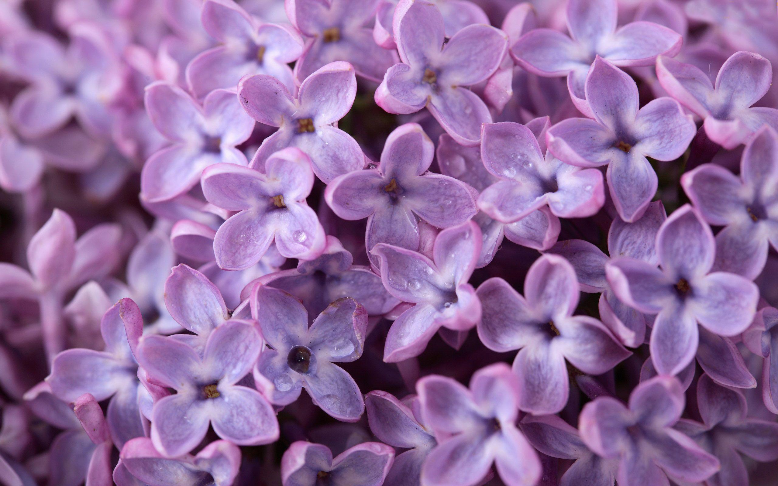 Lilac Flower Wallpapers - Top Free Lilac Flower Backgrounds ...
