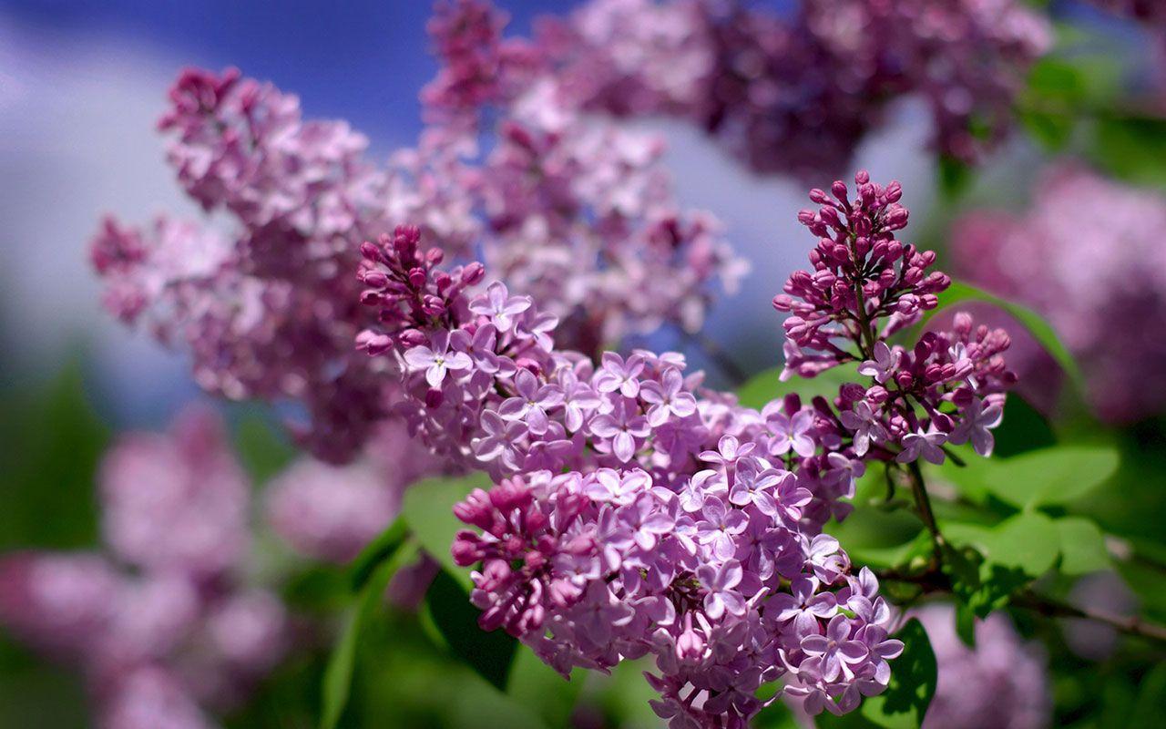 Lilac Flower Wallpapers - Top Free Lilac Flower Backgrounds ...