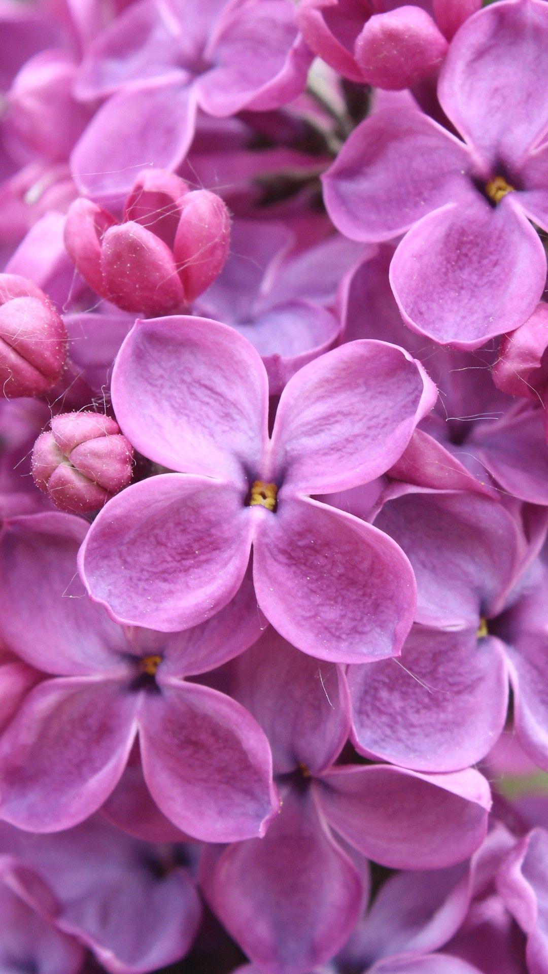 Lilac Flower Wallpapers - Top Free Lilac Flower Backgrounds ...