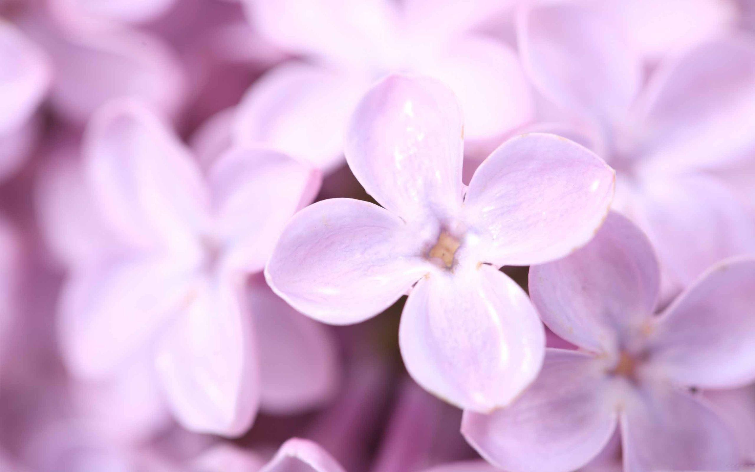 Lilac Flower Wallpapers - Top Free Lilac Flower Backgrounds ...