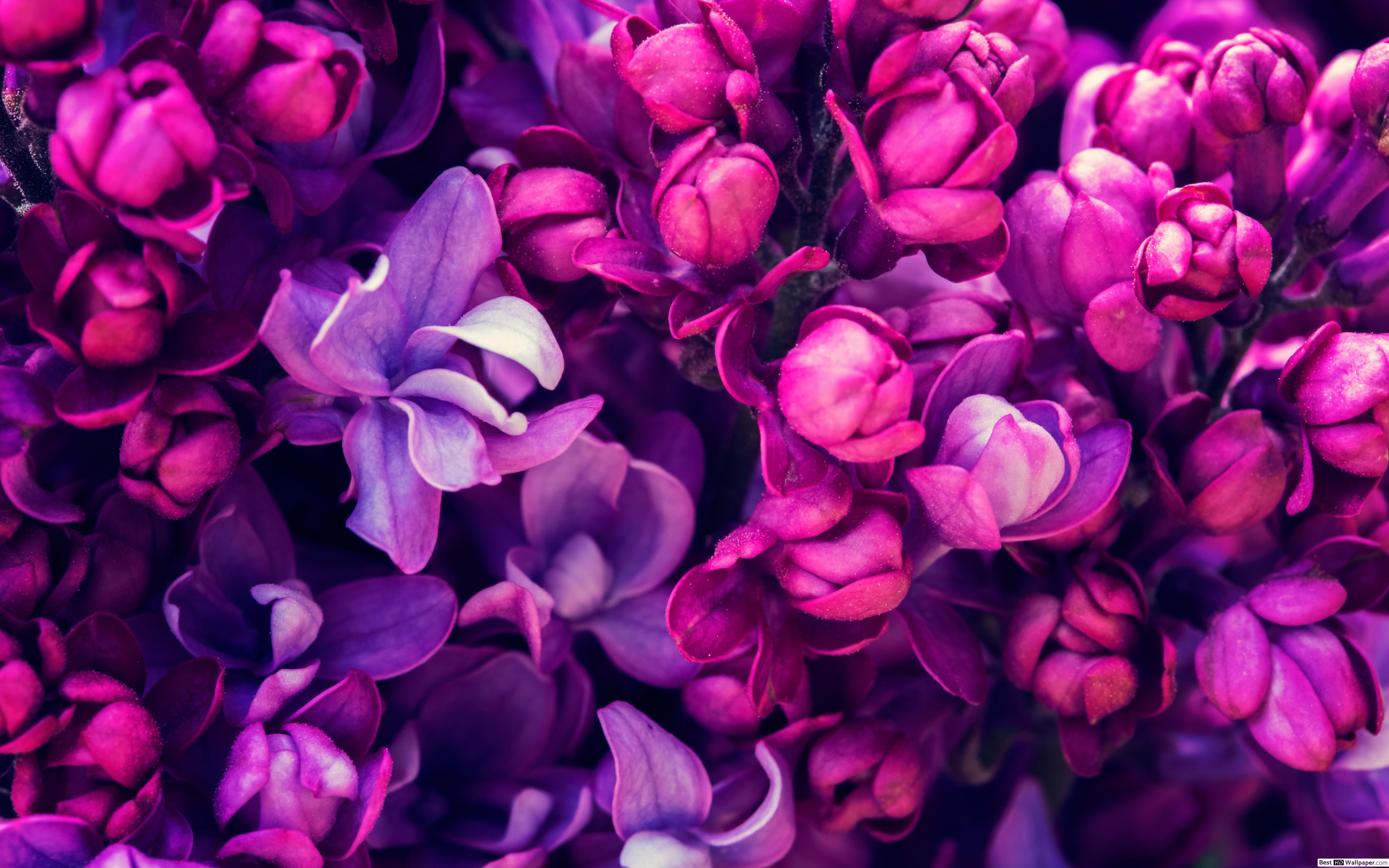 Lilac Flower Wallpapers - Top Free Lilac Flower Backgrounds ...
