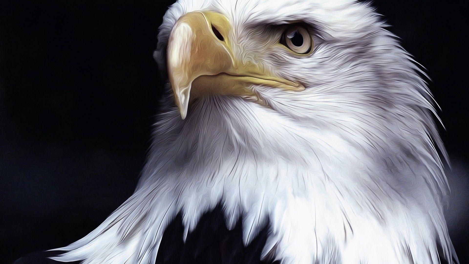 1920 X 1080 Eagle Wallpapers - Top Free 1920 X 1080 Eagle Backgrounds ...