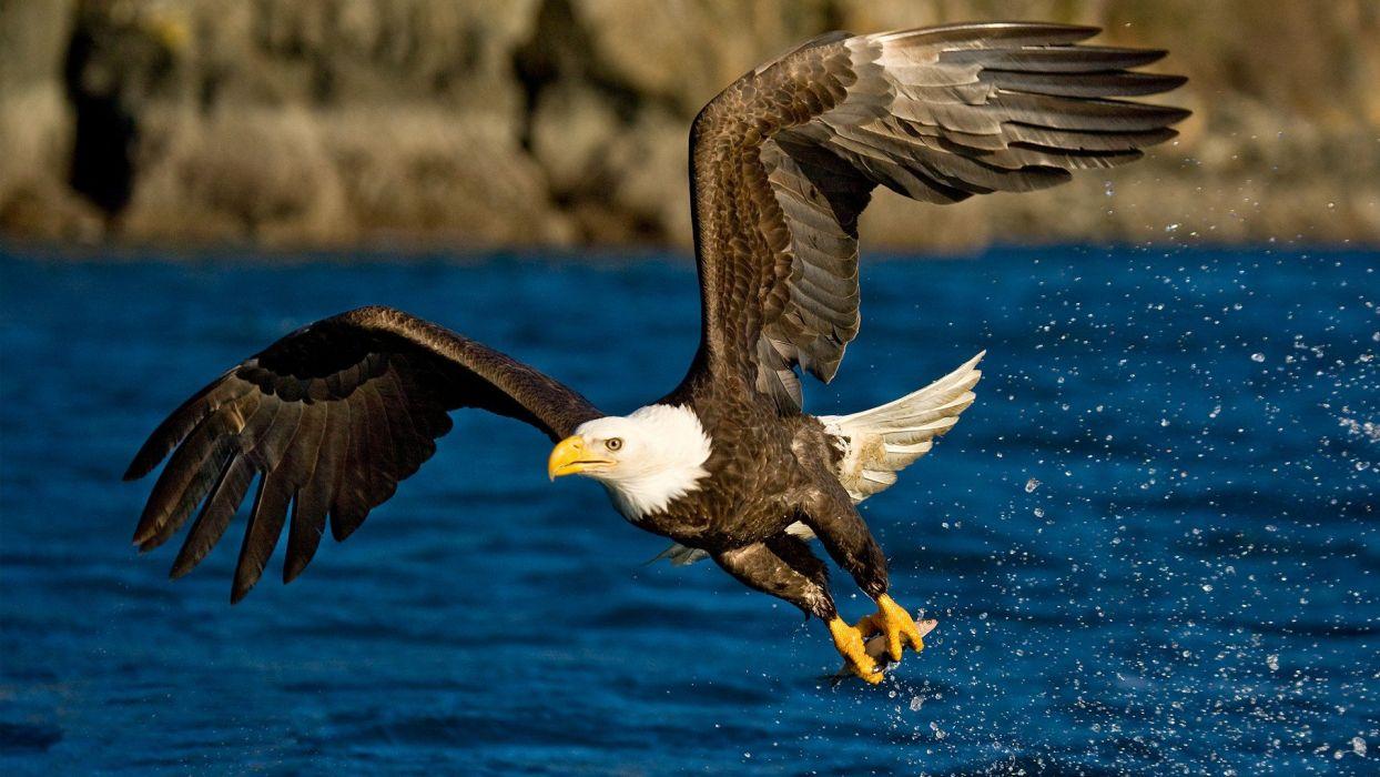 Blue Eagle Wallpapers - Top Free Blue Eagle Backgrounds - WallpaperAccess