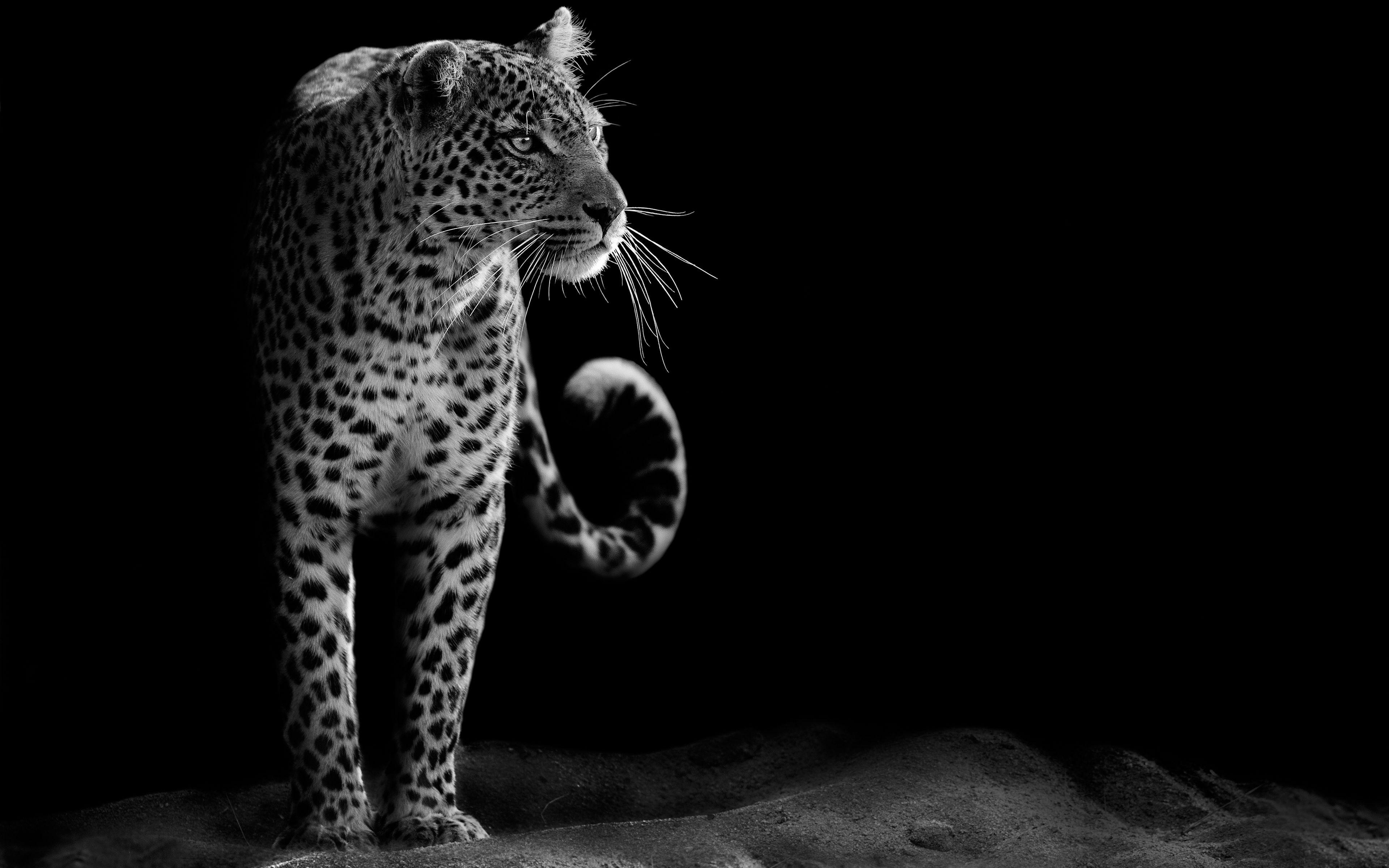 Leopard Desktop Wallpapers - Top Free Leopard Desktop Backgrounds ...