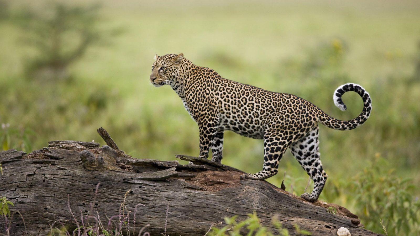 Leopard Desktop Wallpapers - Top Free Leopard Desktop Backgrounds ...