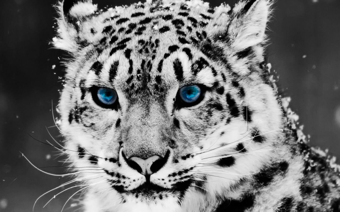 Leopard Desktop Wallpapers - Top Free Leopard Desktop Backgrounds ...