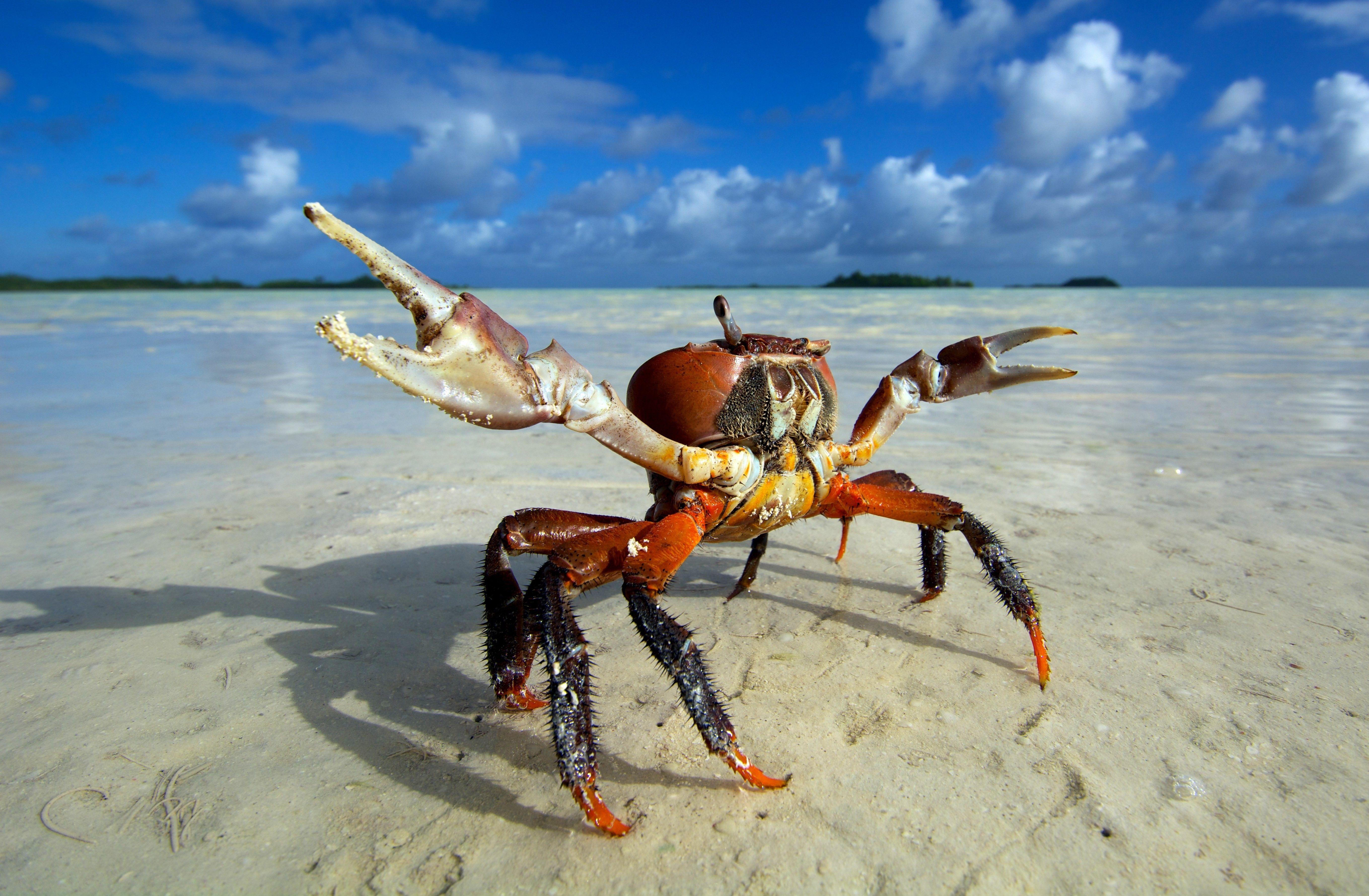 Crab Wallpapers - Top Free Crab Backgrounds - WallpaperAccess