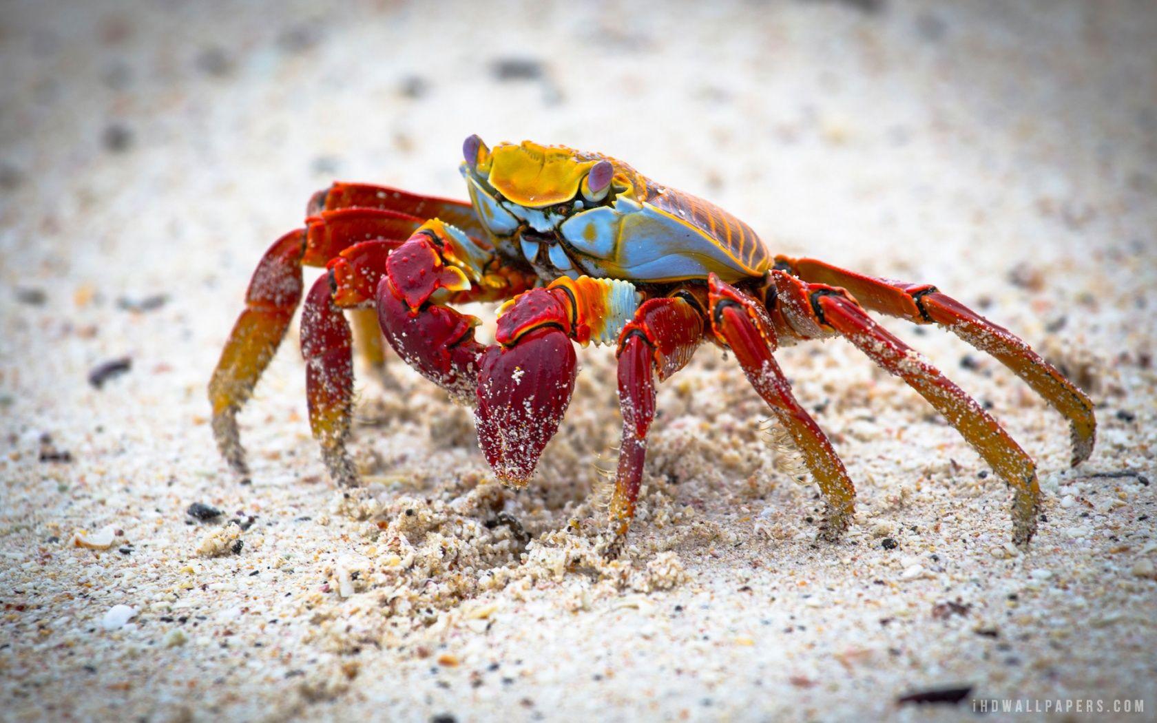 Crab Wallpapers - Top Free Crab Backgrounds - WallpaperAccess