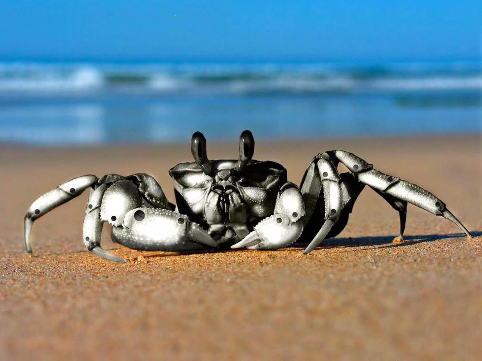Crab Wallpapers - Top Free Crab Backgrounds - WallpaperAccess