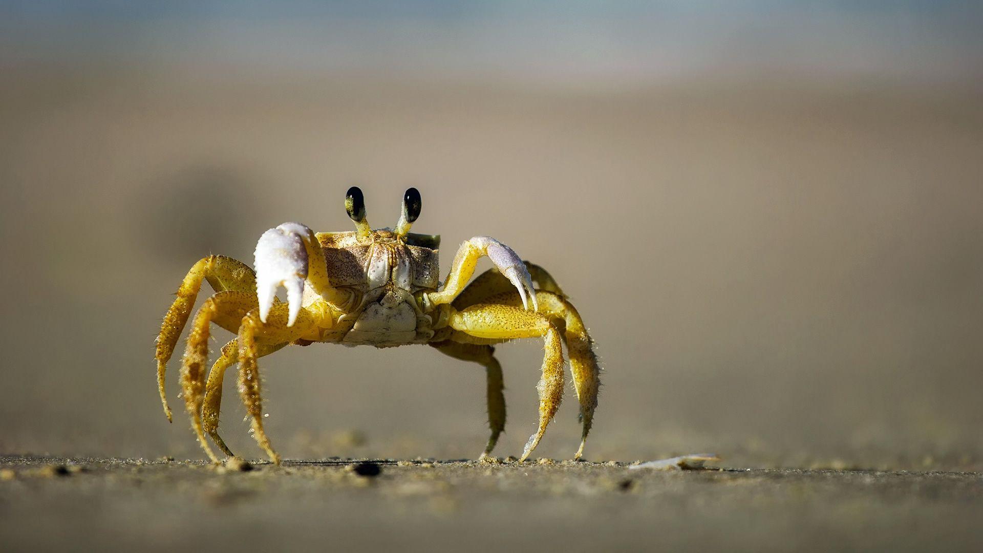 Crab Wallpapers - Top Free Crab Backgrounds - WallpaperAccess