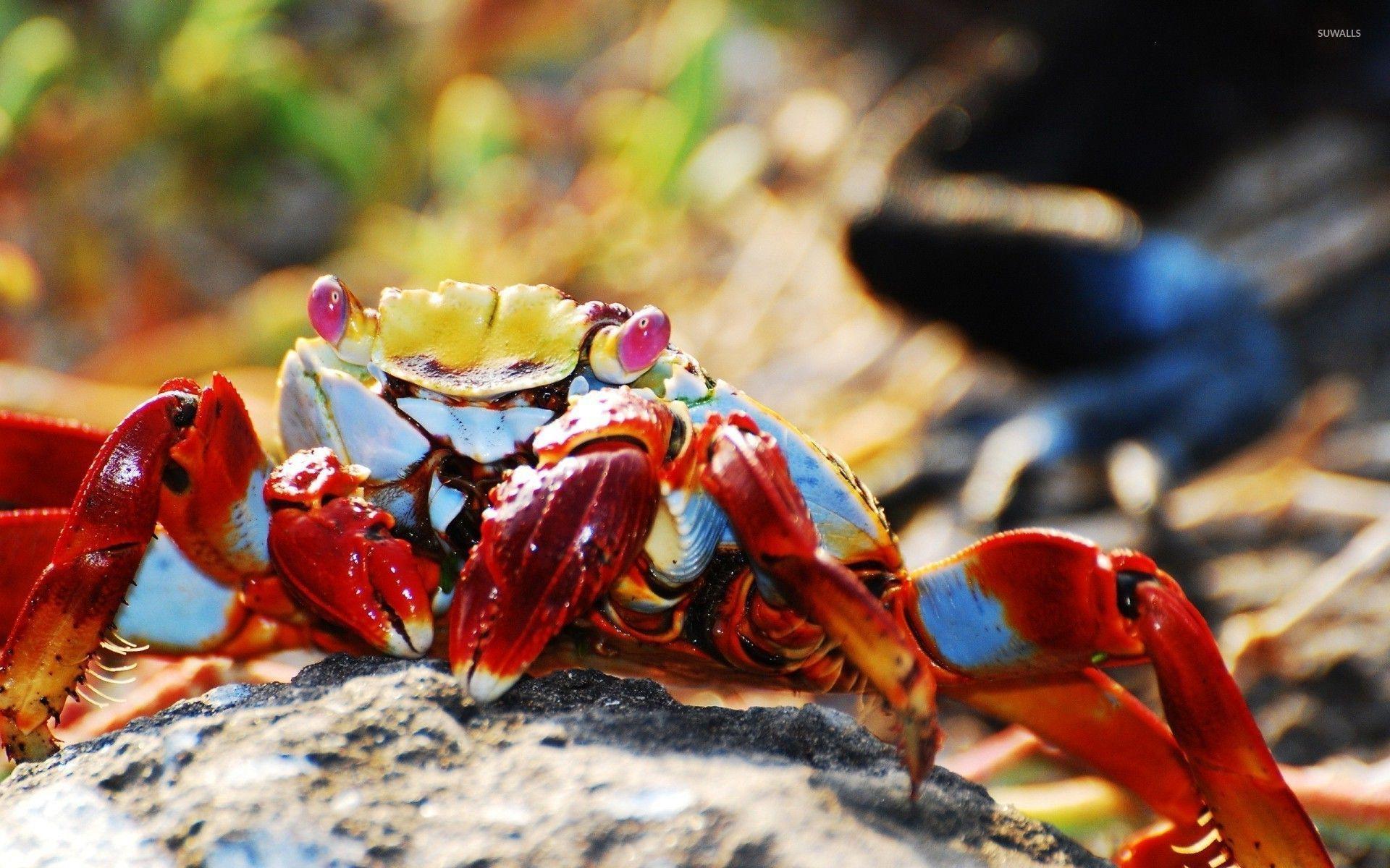 Crab Wallpapers - Top Free Crab Backgrounds - WallpaperAccess