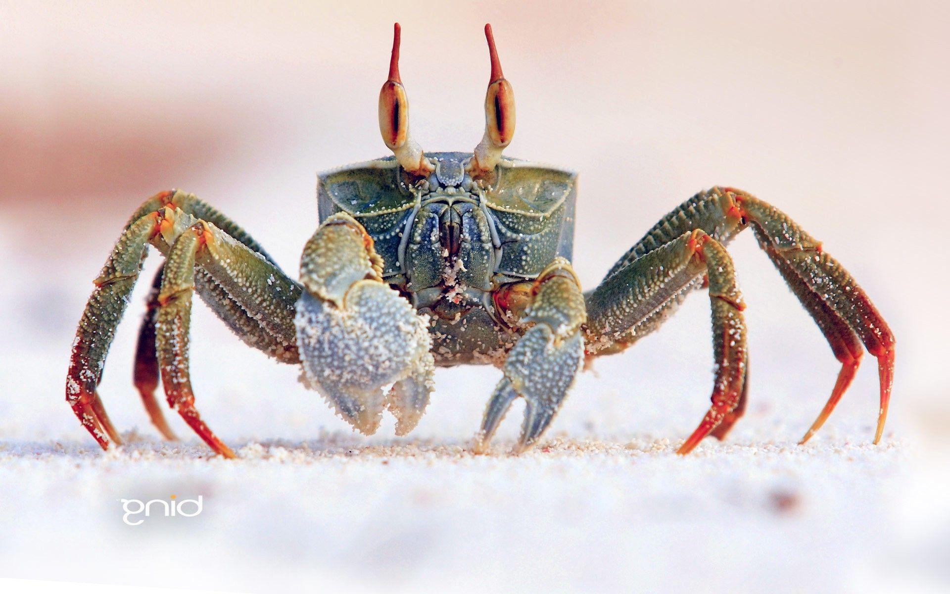 Crab Desktop Wallpapers - Top Free Crab Desktop Backgrounds ...