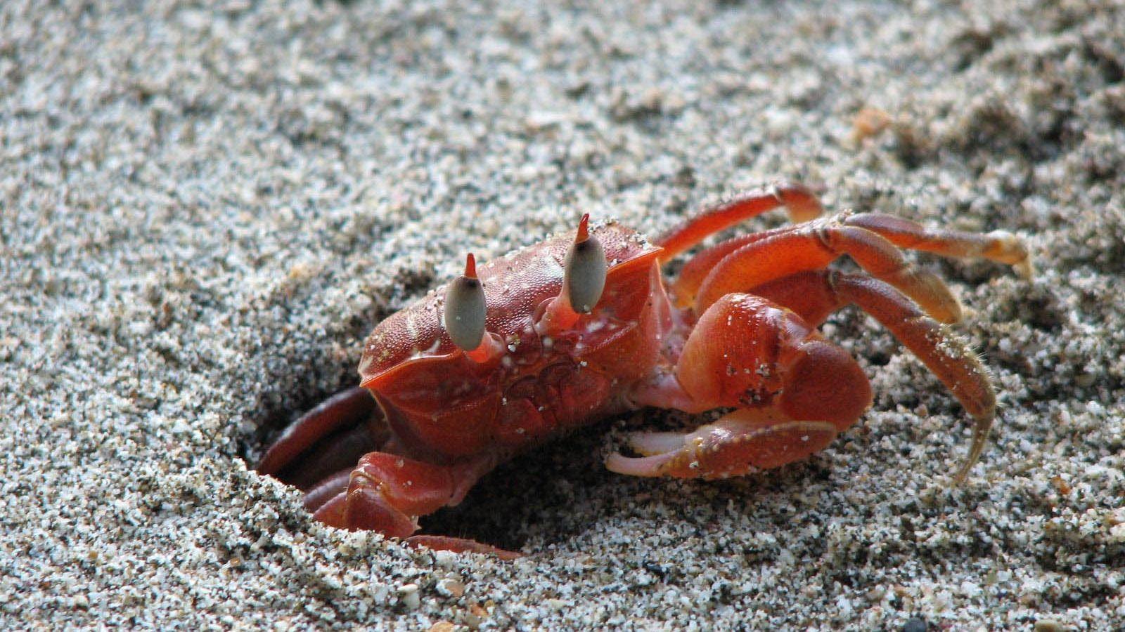 Crab Wallpapers - Top Free Crab Backgrounds - WallpaperAccess