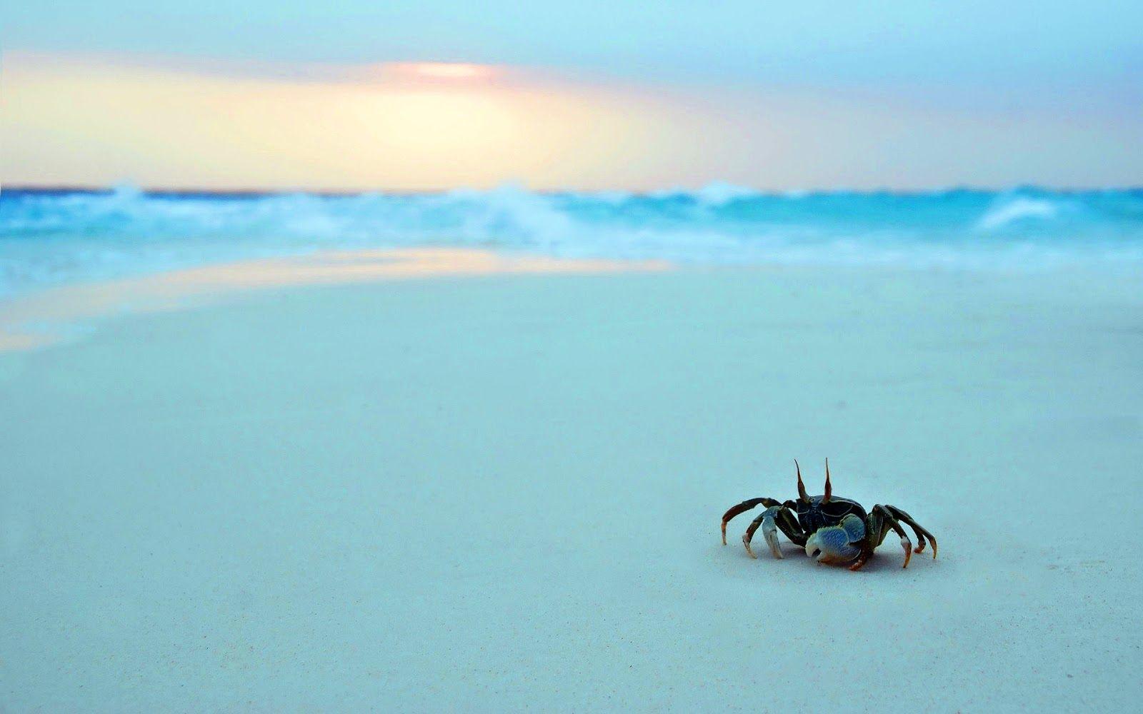 Crab Wallpapers - Top Free Crab Backgrounds - WallpaperAccess