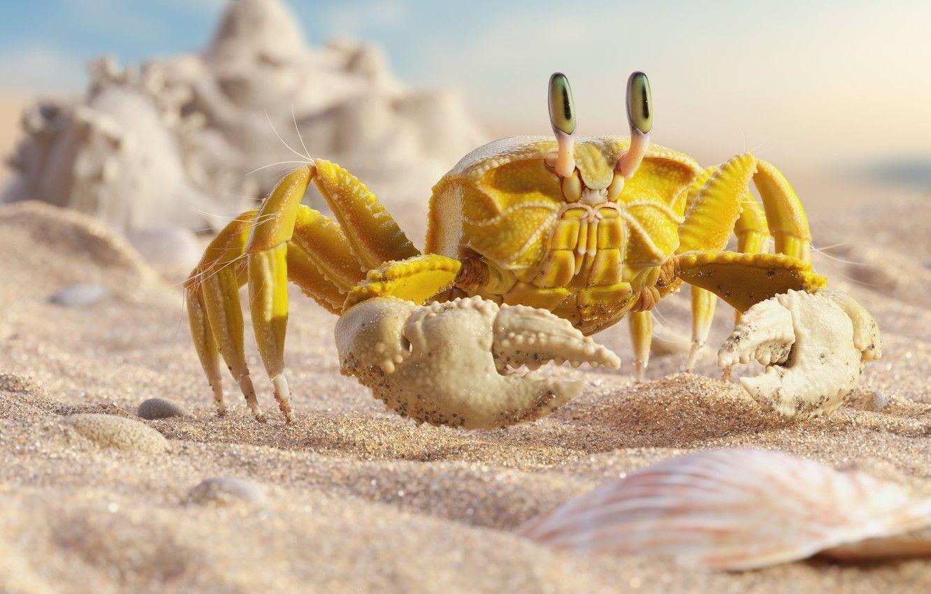 Crab Wallpapers - Top Free Crab Backgrounds - WallpaperAccess