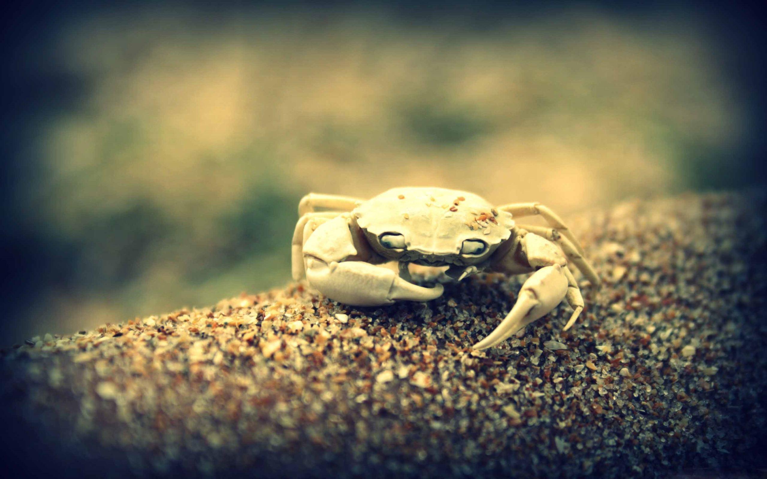 Crab Wallpapers - Top Free Crab Backgrounds - WallpaperAccess
