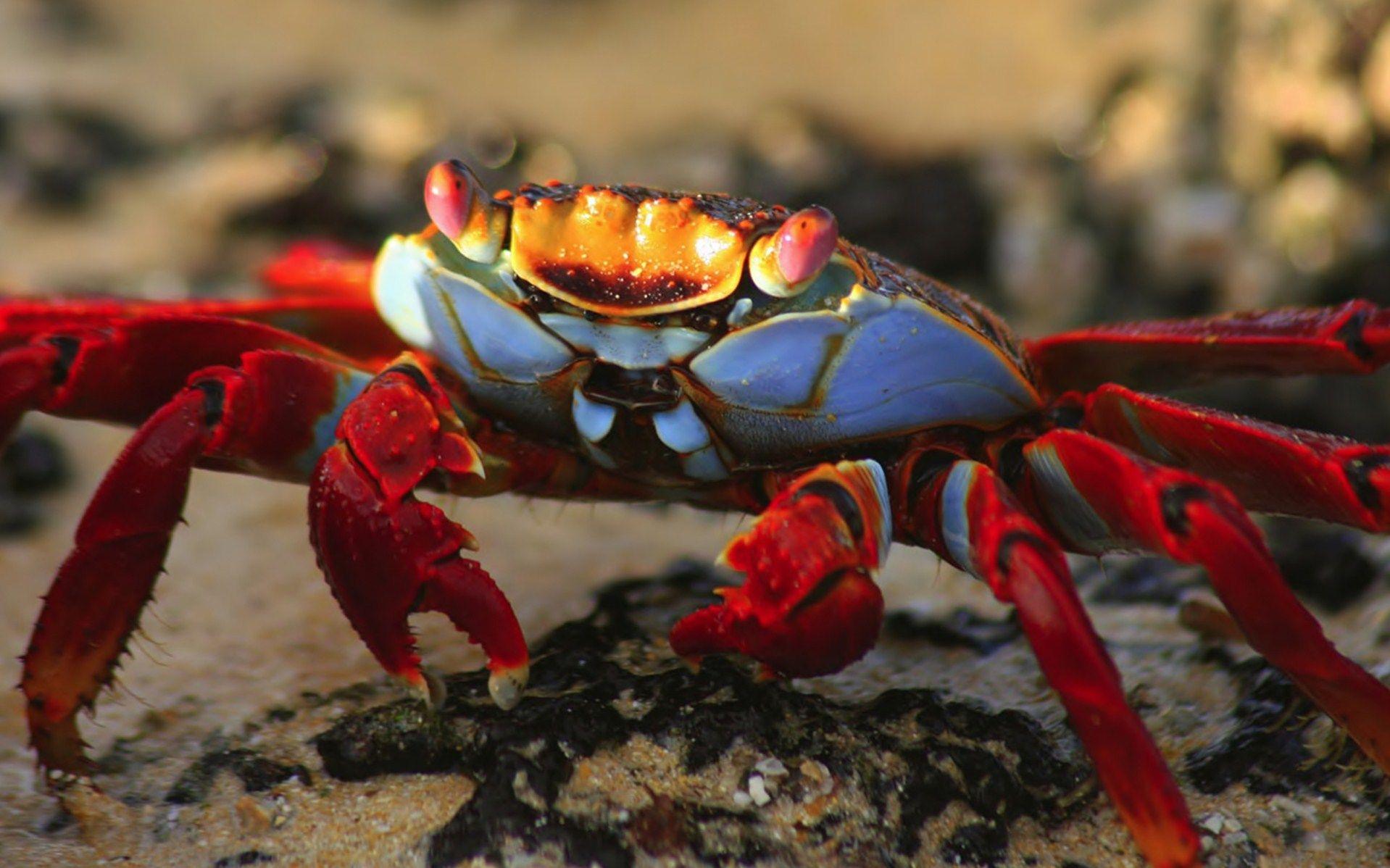 Crab Wallpapers - Top Free Crab Backgrounds - WallpaperAccess