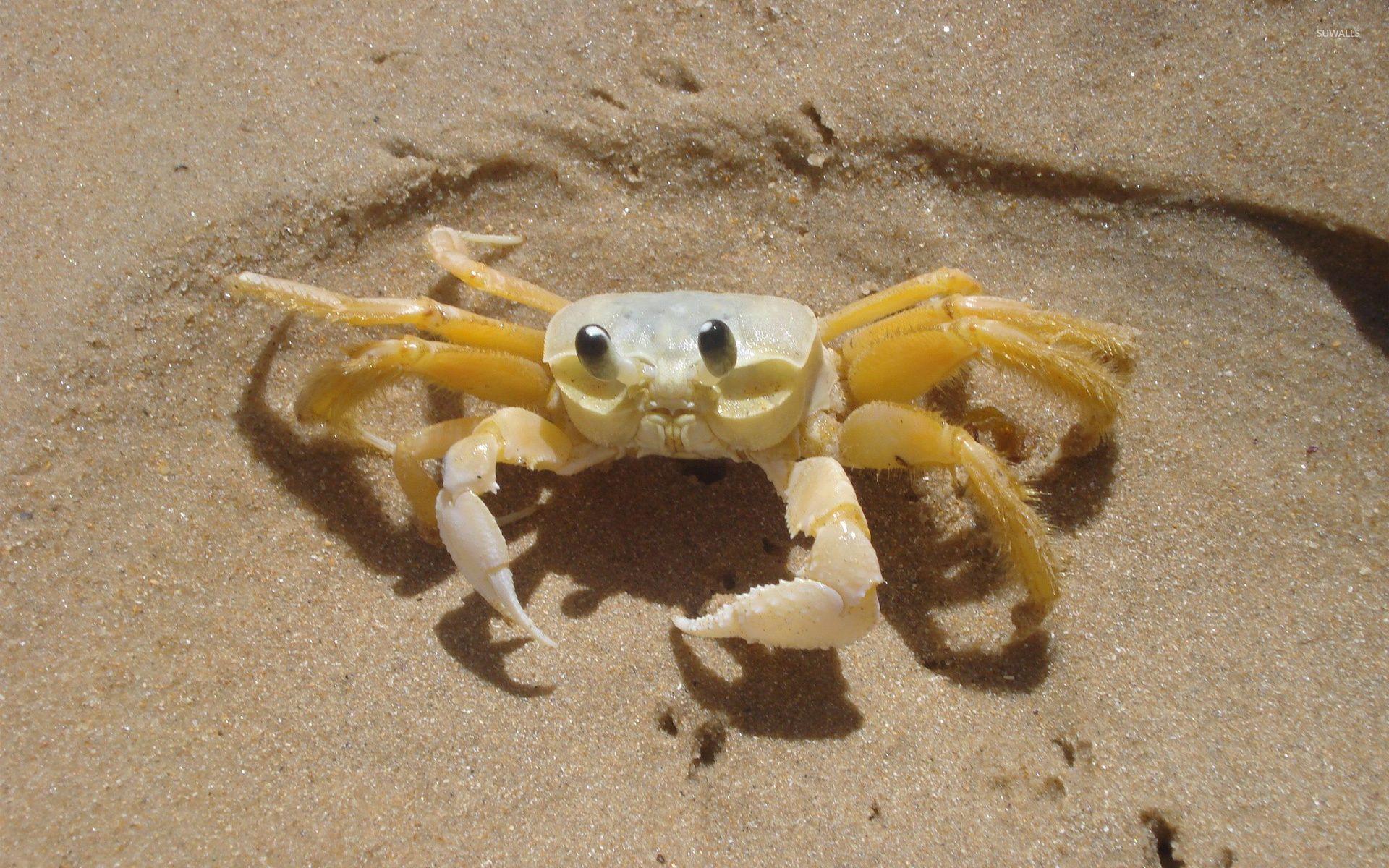Crab Wallpapers - Top Free Crab Backgrounds - WallpaperAccess