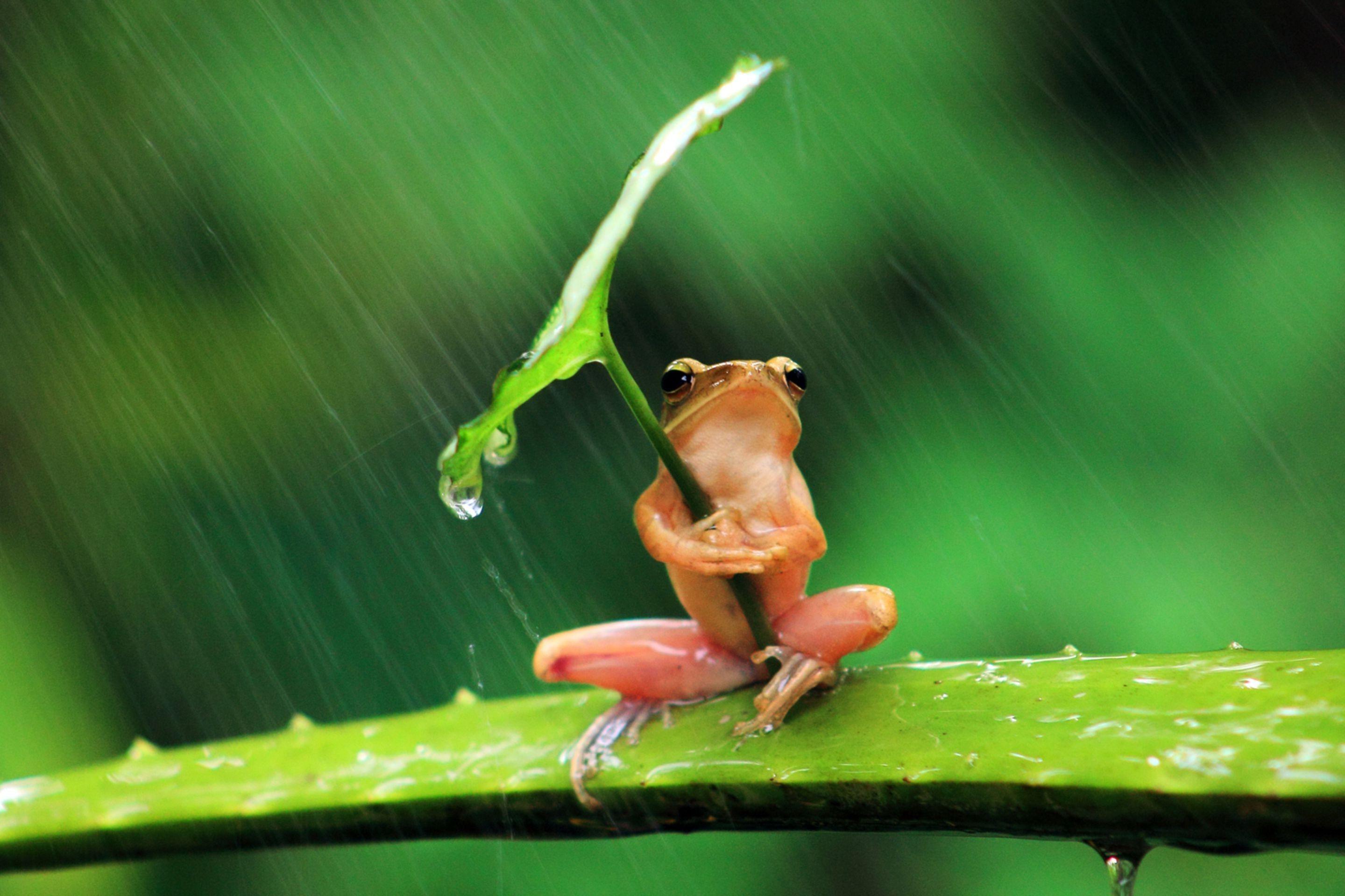 Rain HD Nature Wallpapers - Top Free Rain HD Nature Backgrounds ...