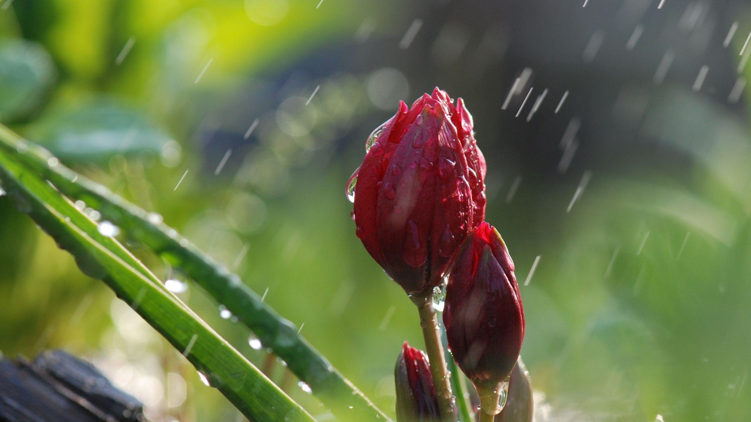 Rain HD Nature Wallpapers - Top Free Rain HD Nature Backgrounds ...