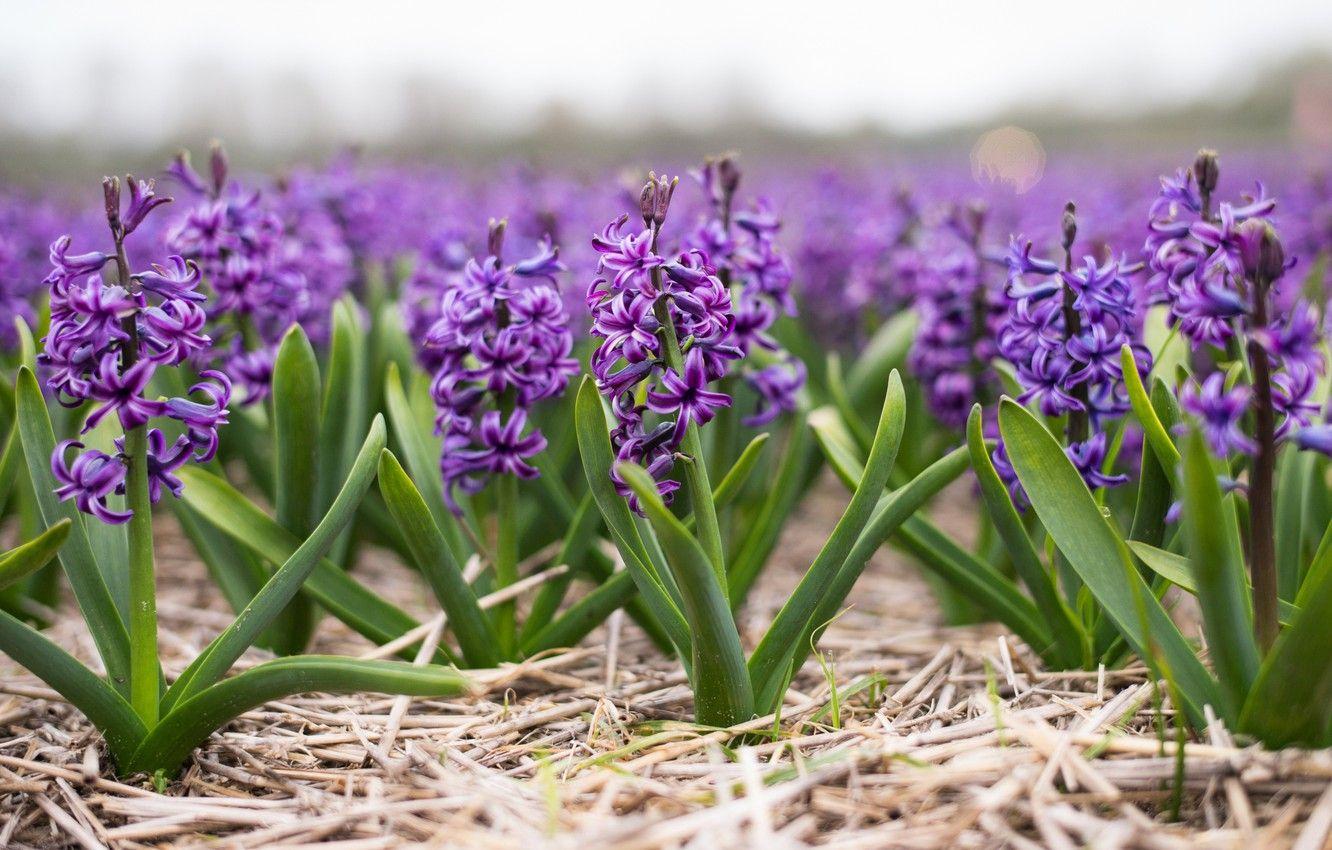 Spring Farm Wallpapers - Top Free Spring Farm Backgrounds - WallpaperAccess