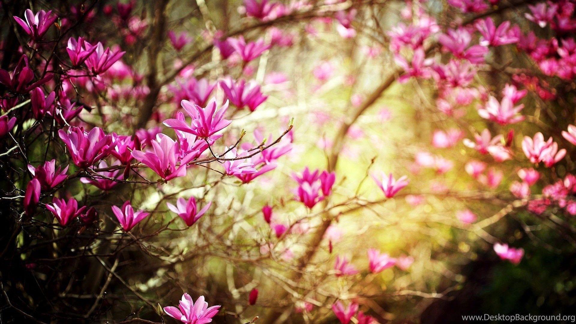 Spring Farm Wallpapers - Top Free Spring Farm Backgrounds - WallpaperAccess