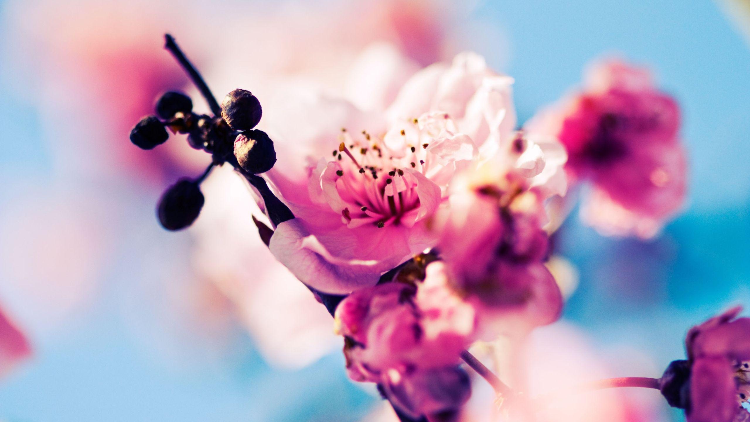 Early Spring Wallpapers - Top Free Early Spring Backgrounds ...