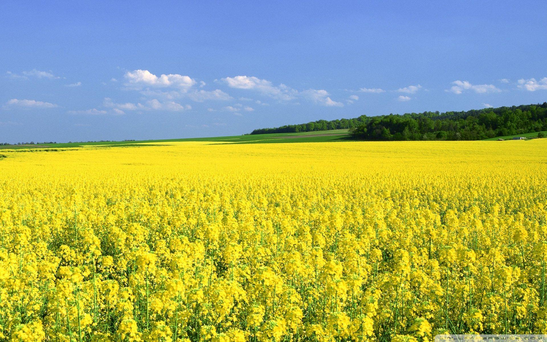Yellow Flower Field Wallpapers - Top Free Yellow Flower Field ...